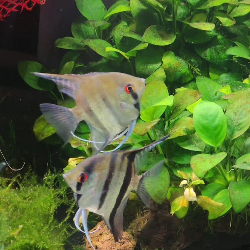 Скалярии 2 шт отдам