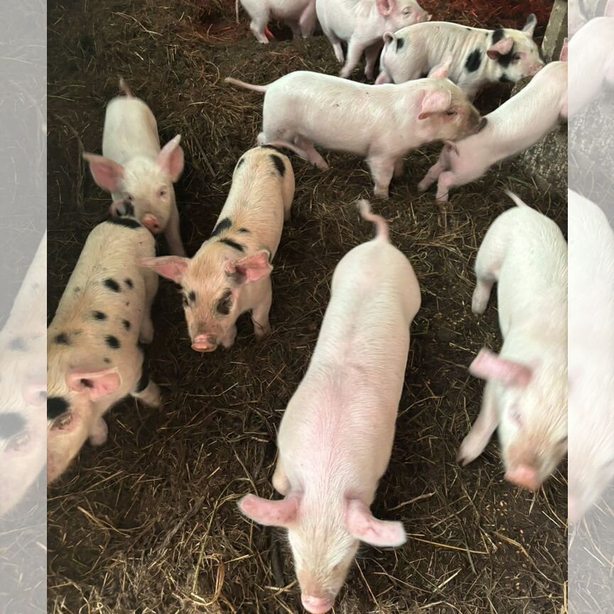 Обмен поросят ландрас на сено На зерно