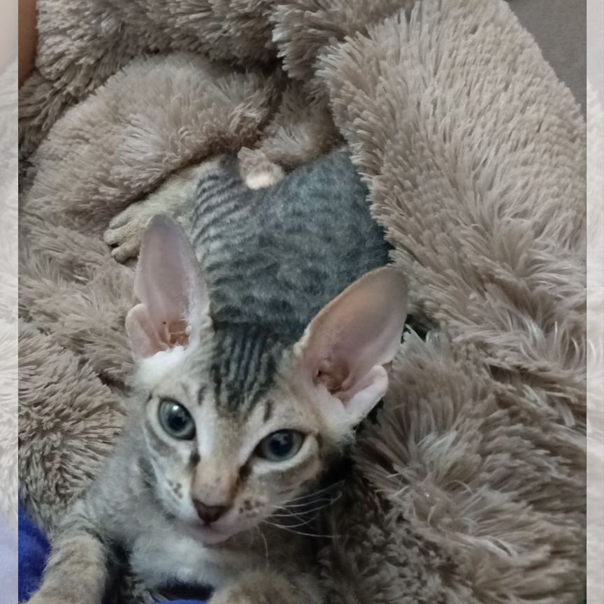 Донской сфинкс котёнок