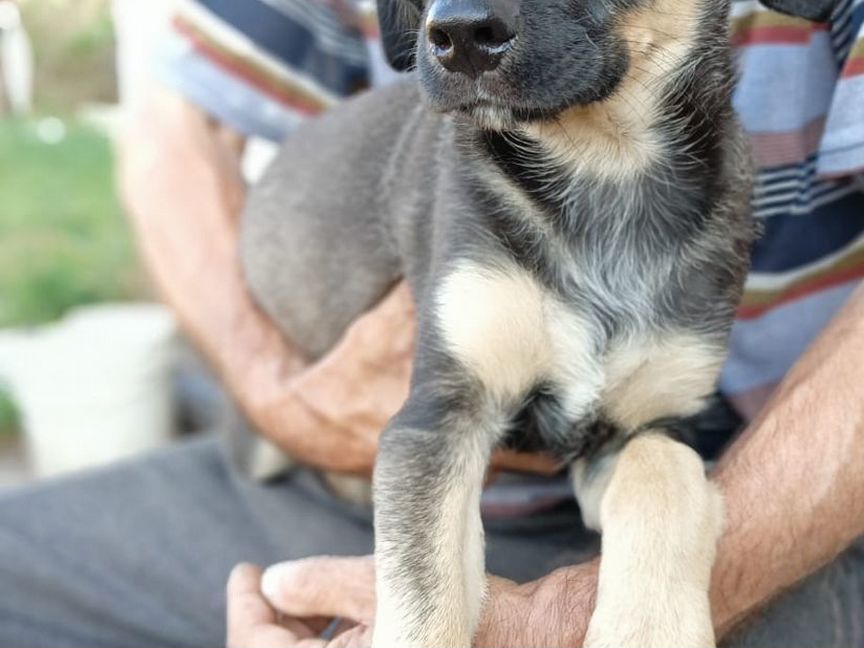 Щенок - мальчик ждёт свою семью