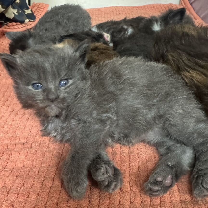 Мейн-кун котёнок