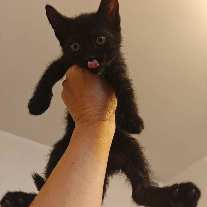 Котенок