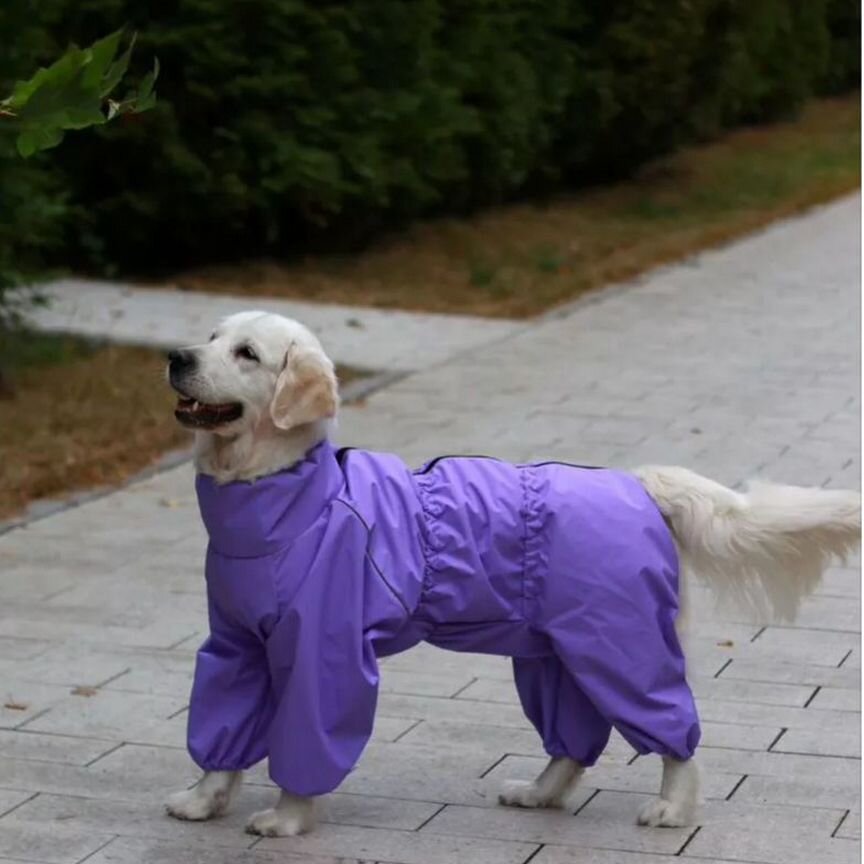 Комбинезон для крупных собак (Голден ретривер)