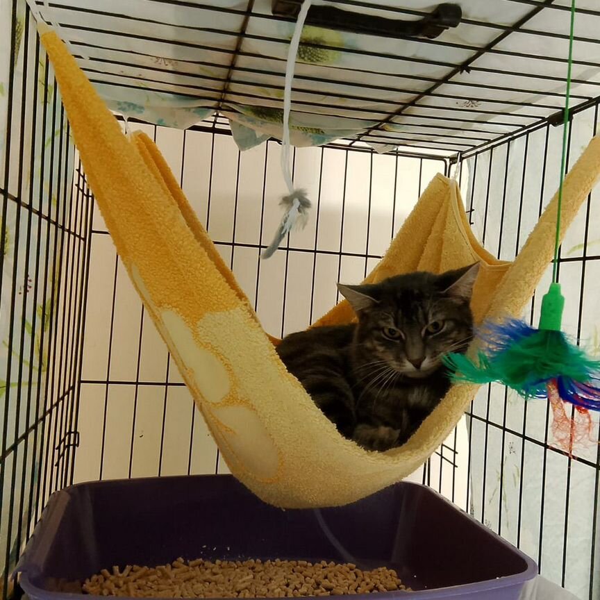 Бывшедомашняя кошечка оказалась на улице