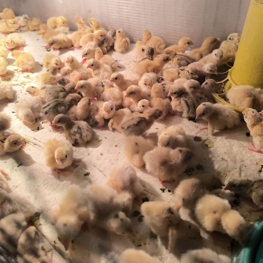 Перепелята гигант, манжур. три дня