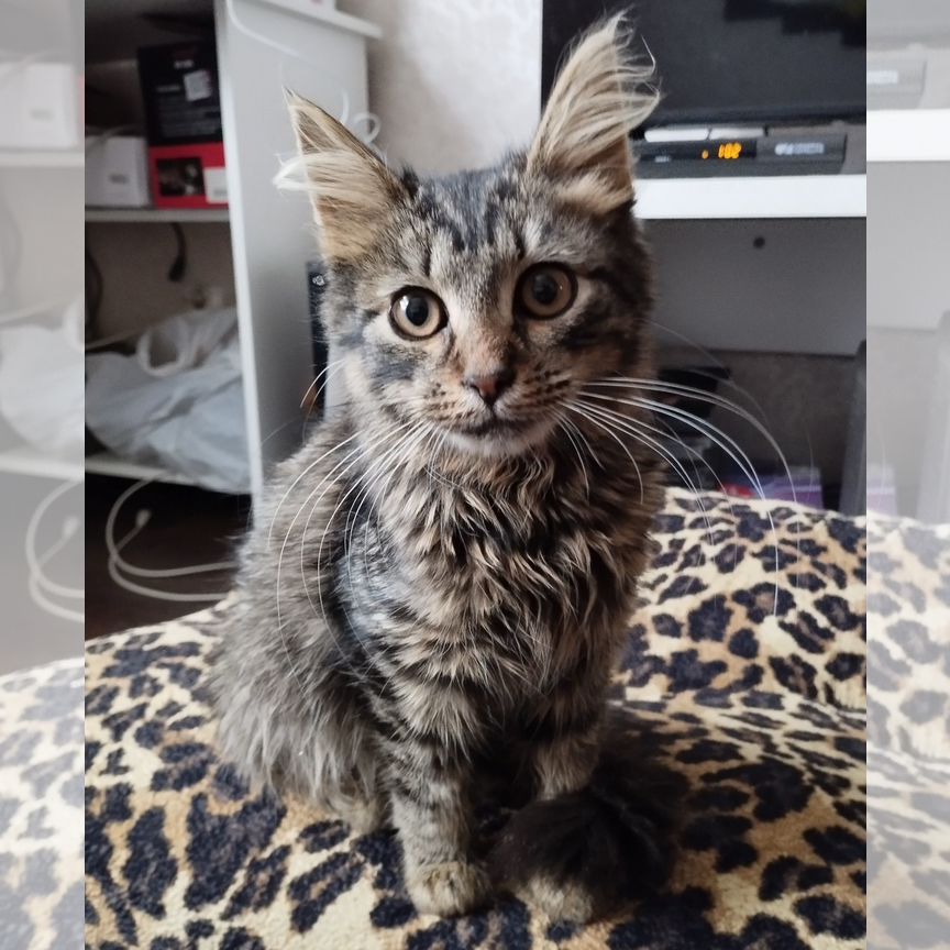 Котенок девочка домашняя