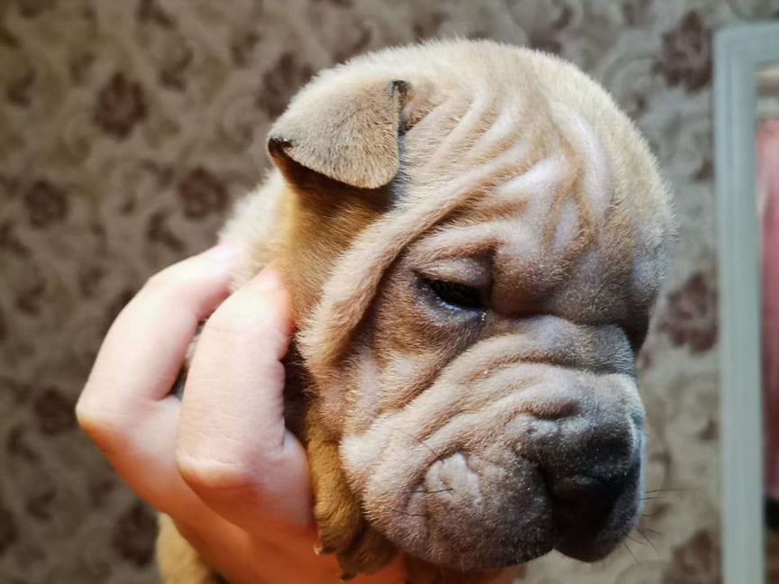 Щенки шарпей