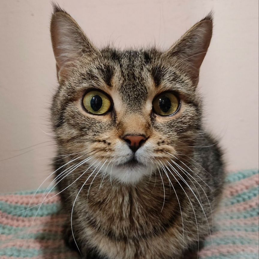 Кошечка, 2 года