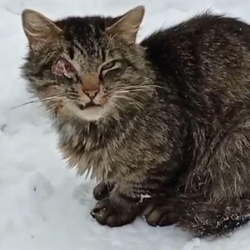Коту нужна передержка или дом