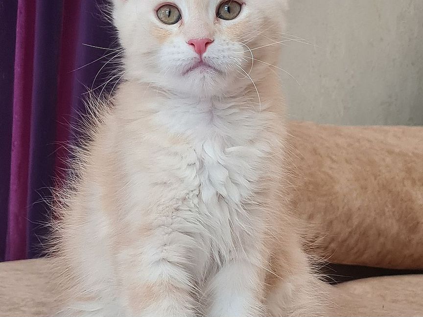 Котенок мейн-кун красный серебряный