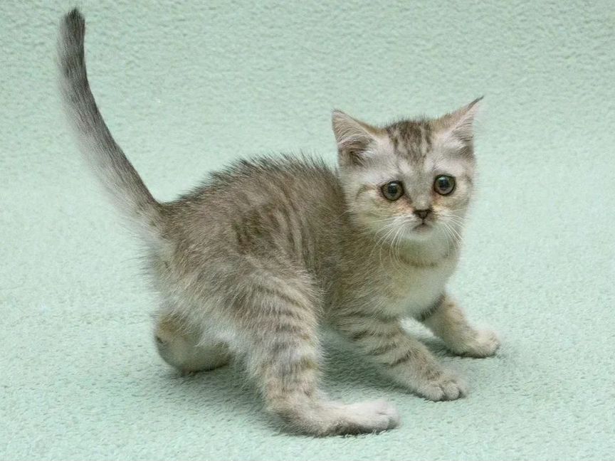 Малышка котёнок, в добрые руки