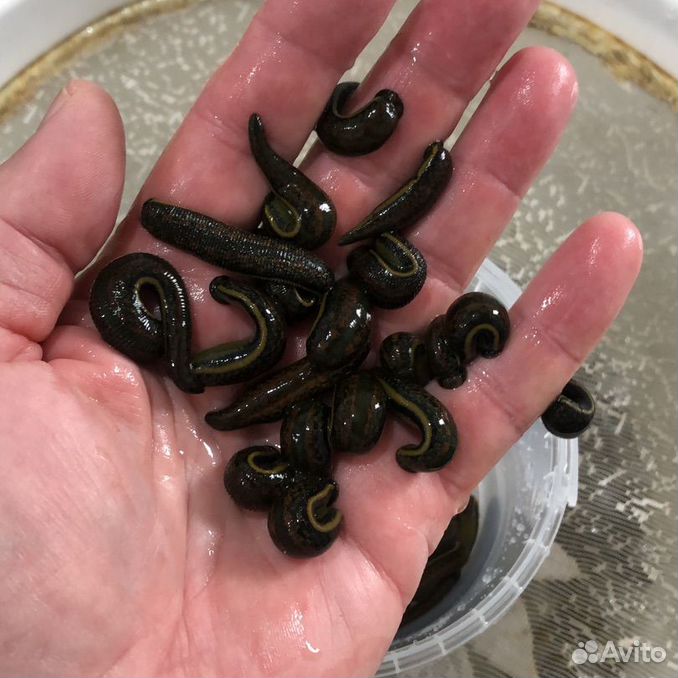 Пиявки медицинские