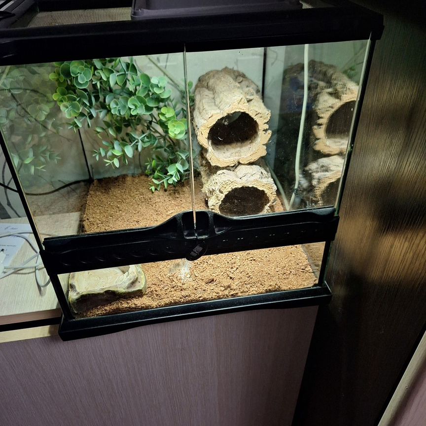 Террариум для эублефара с фоном