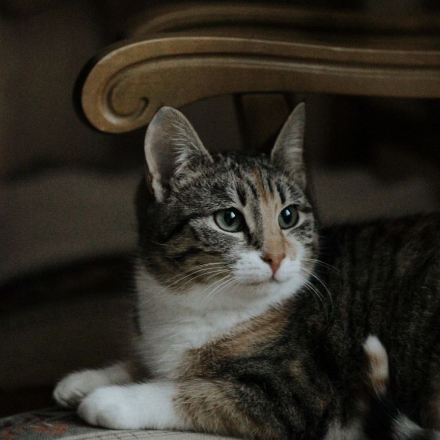 Кисонька-подросток хочет домой