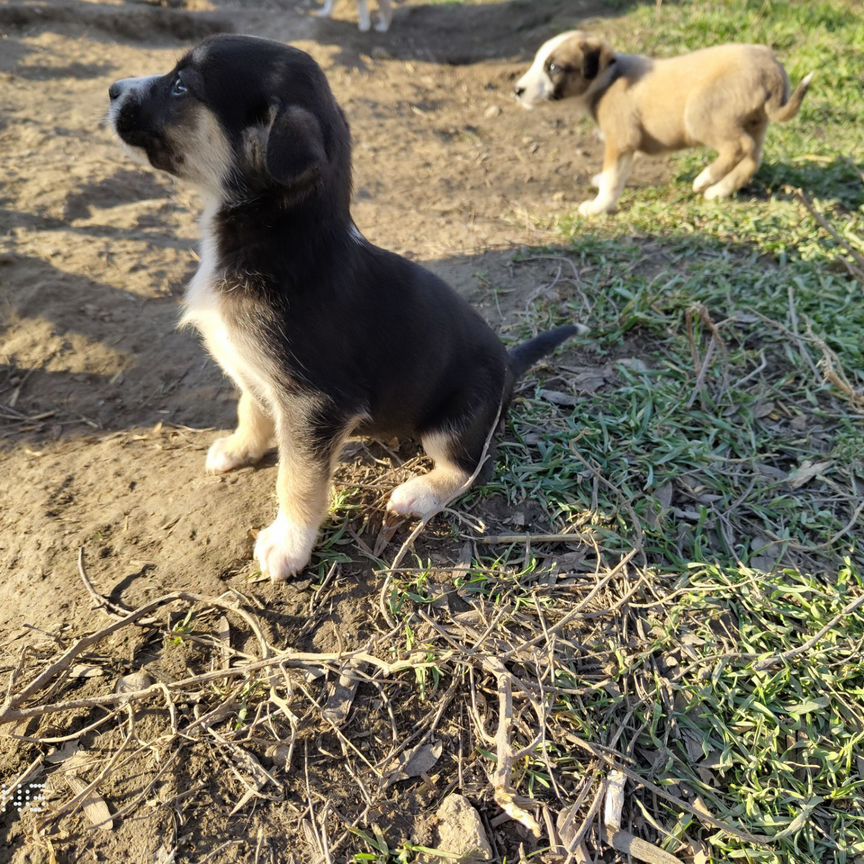 Отдам щенят в хорошие руки