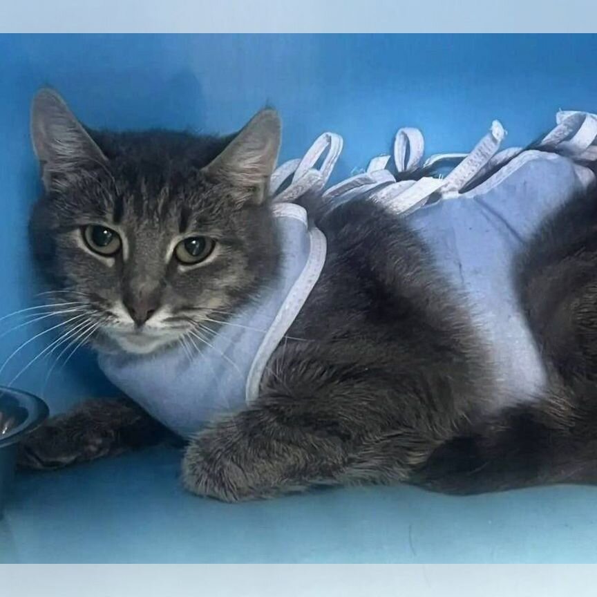 Взрослая, кошка в добрые руки