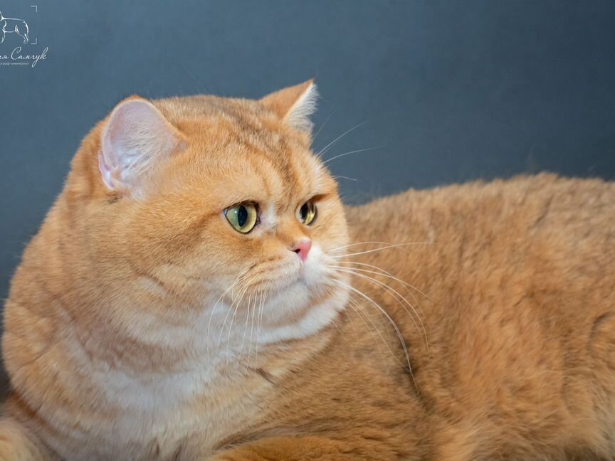 Котик золотая шиншилла