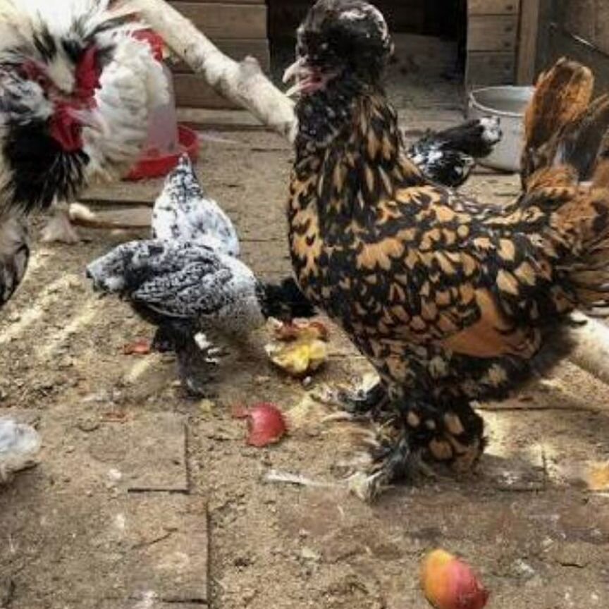 Куры "павловское золото И серебро"