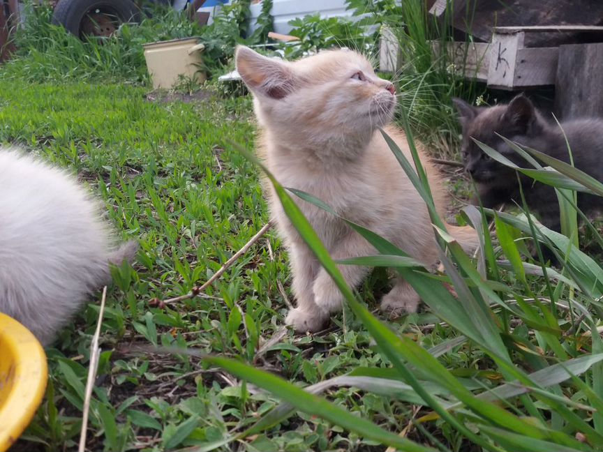 Котята мышеловки