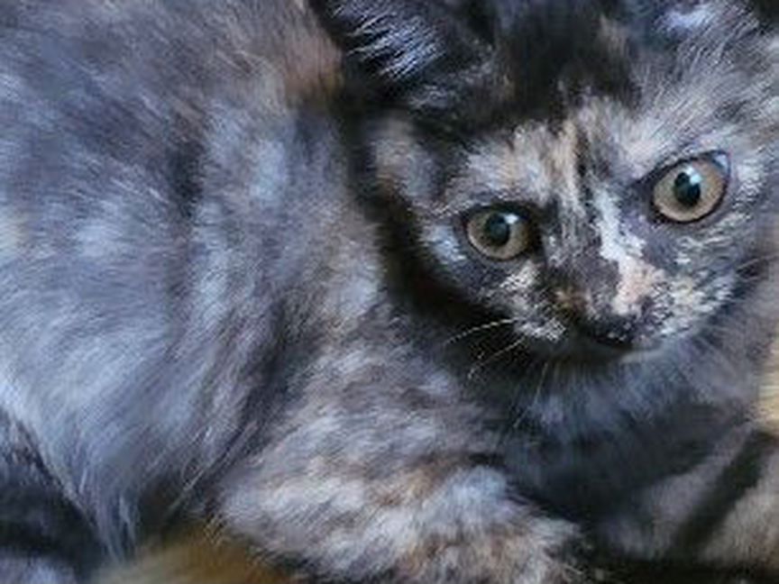 Кошка