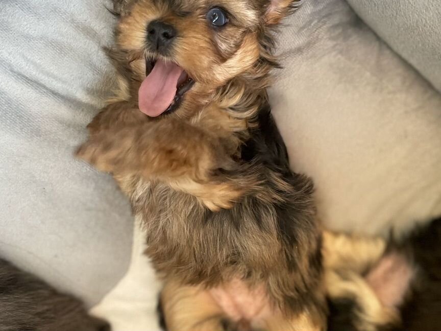 Нежная красотка блюмерле с голубыми глазами