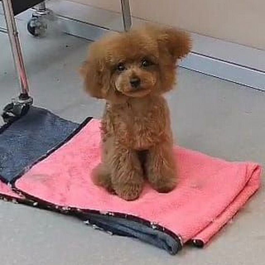 Той-пудель тикап тедди мальчик