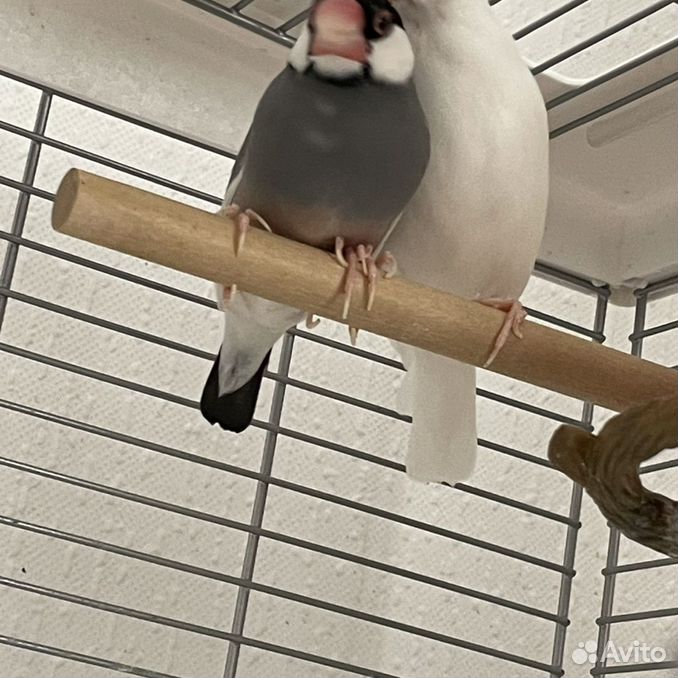 Амадины рисовые