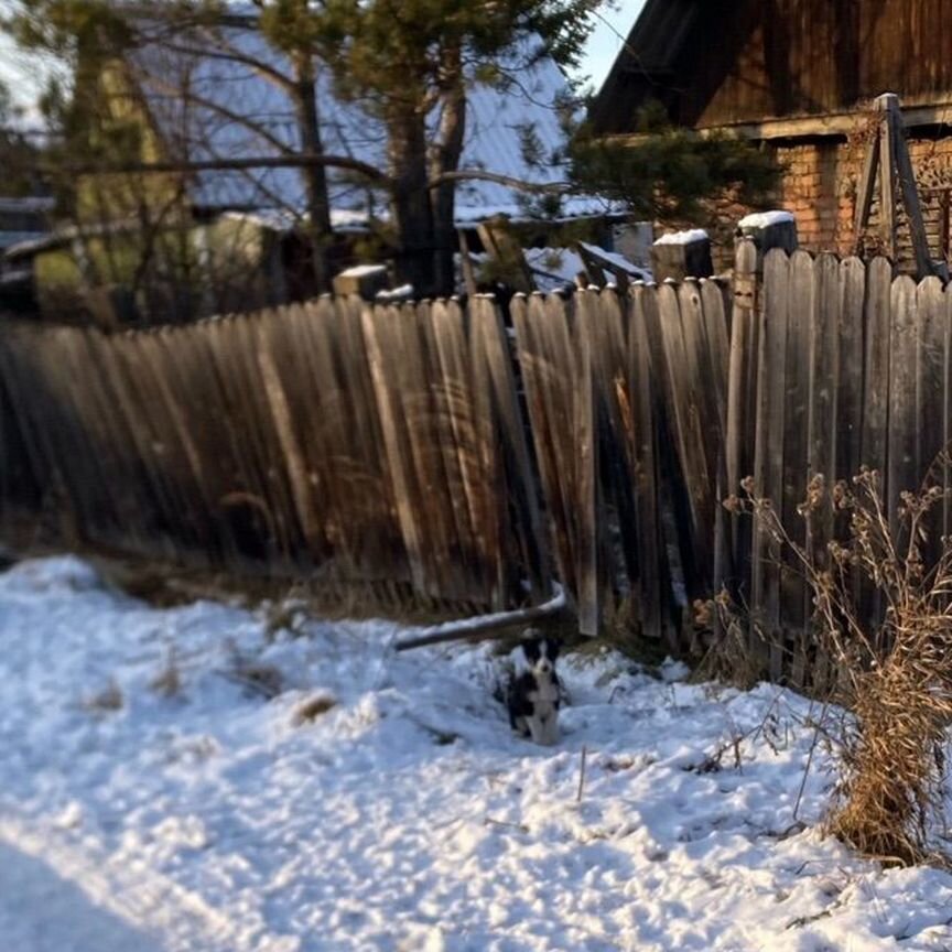 Щеночки в добрые руки бесплатно