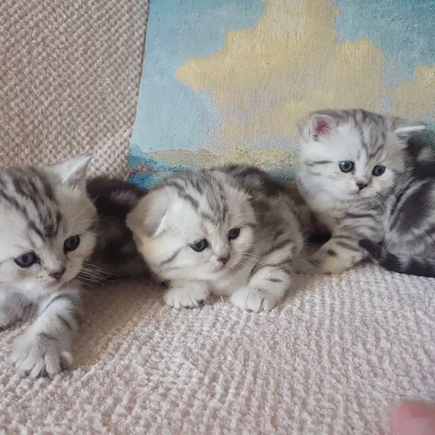 Шотландский вислоухий короткошёрстный котёнок