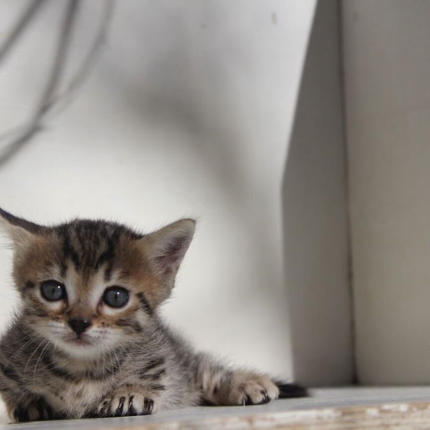 Котёнок кошечка Манчкин стандарт мини