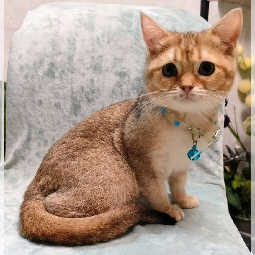 Британский короткошёрстный котёнок