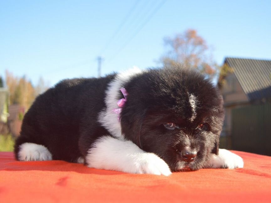 Щенок ньюфа