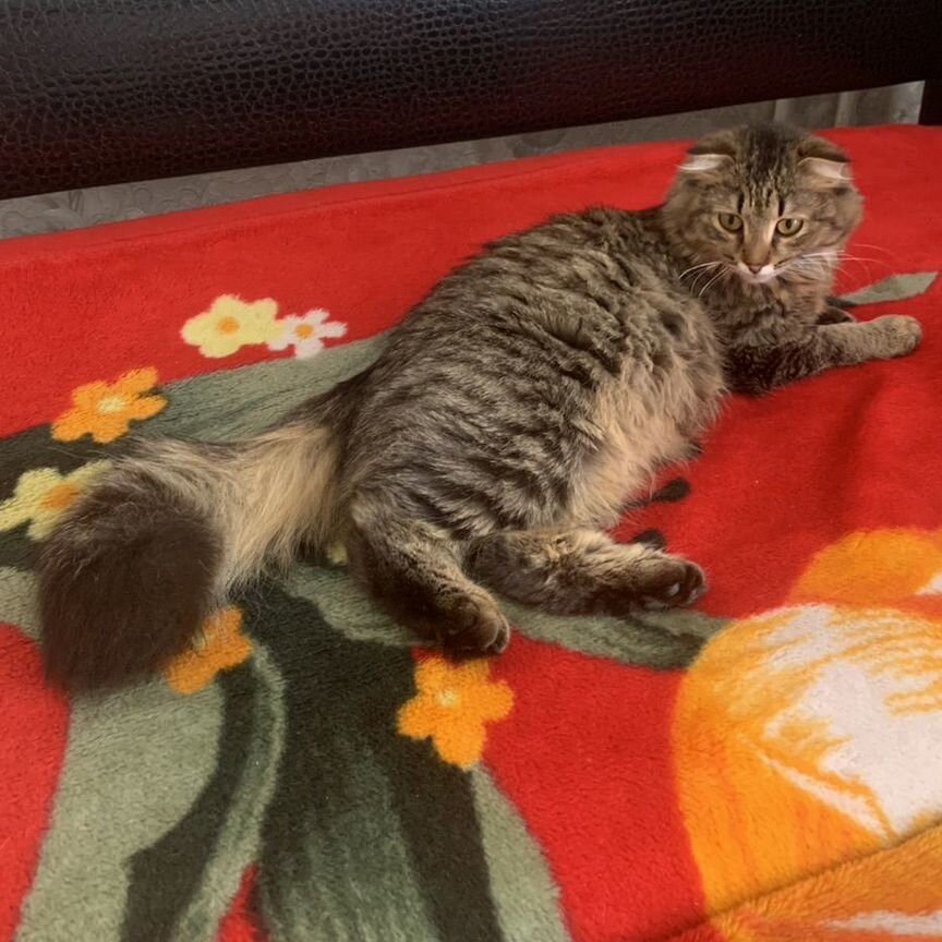 Котенок вислоухий