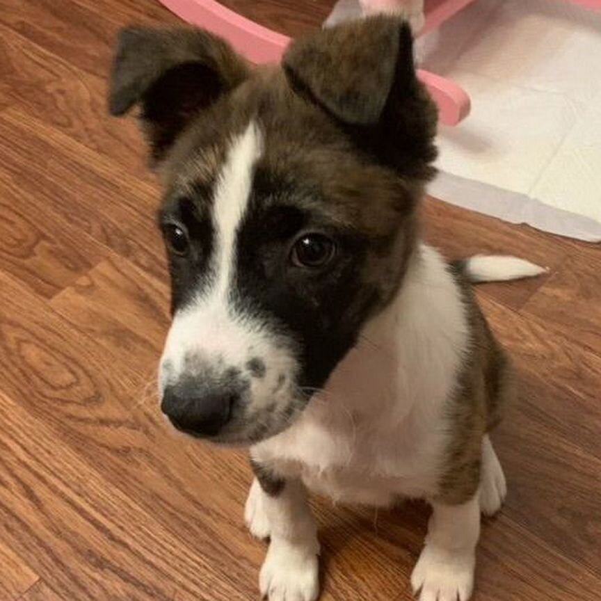 Стаффордширский терьер