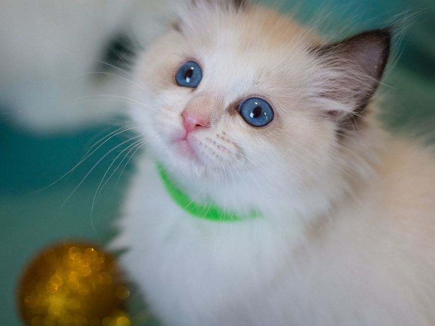 Продажа котят породы Рэгдолл