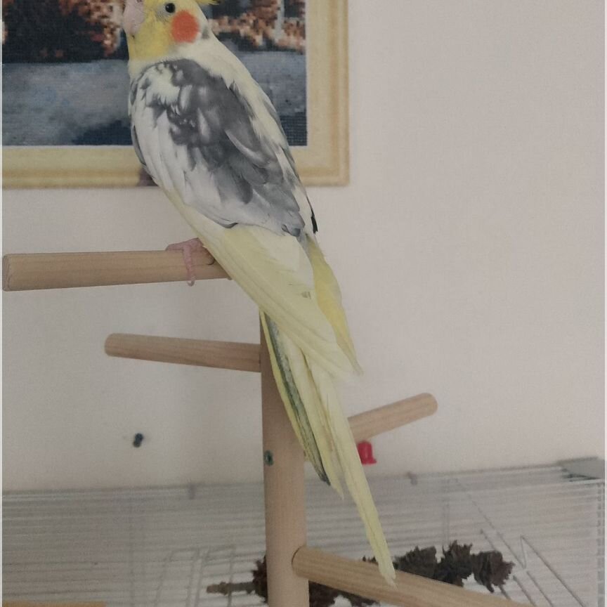 Продам попугая карелу,мальчик