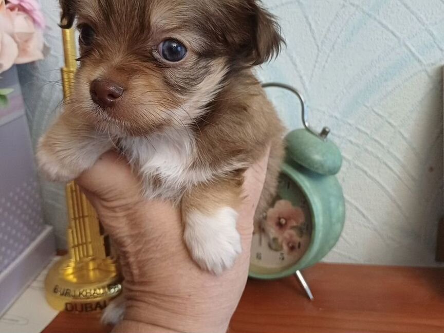 Чистокровные щенкичихуахуа мальч длинношерстные