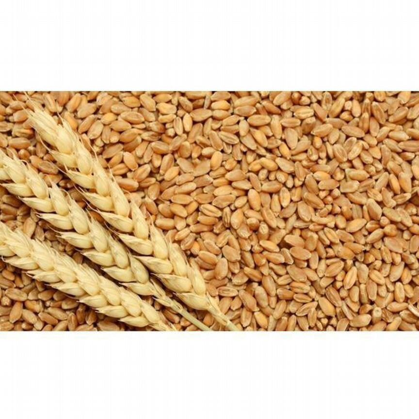 Зерно пшеница
