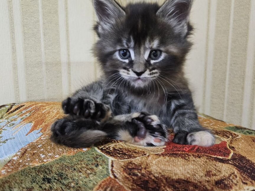 Котята мейн-кун