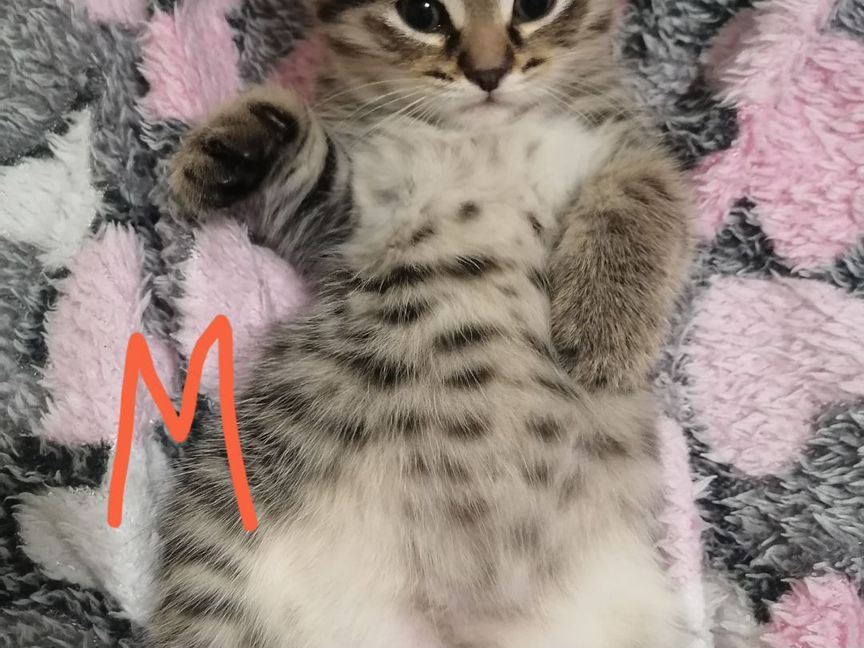 Кошка