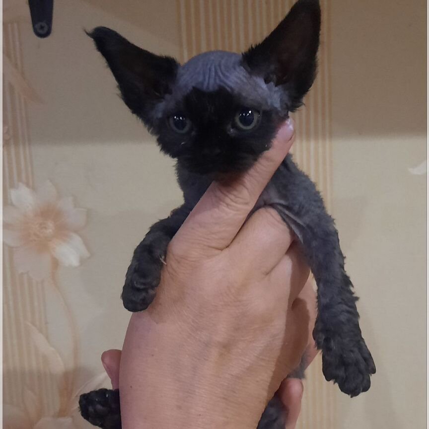 Девон-рекс котёнок