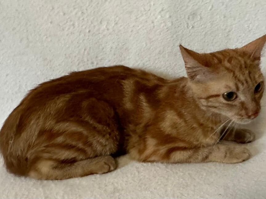 Южка в добрые руки