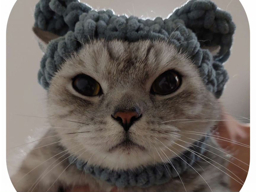 Шапки для кота