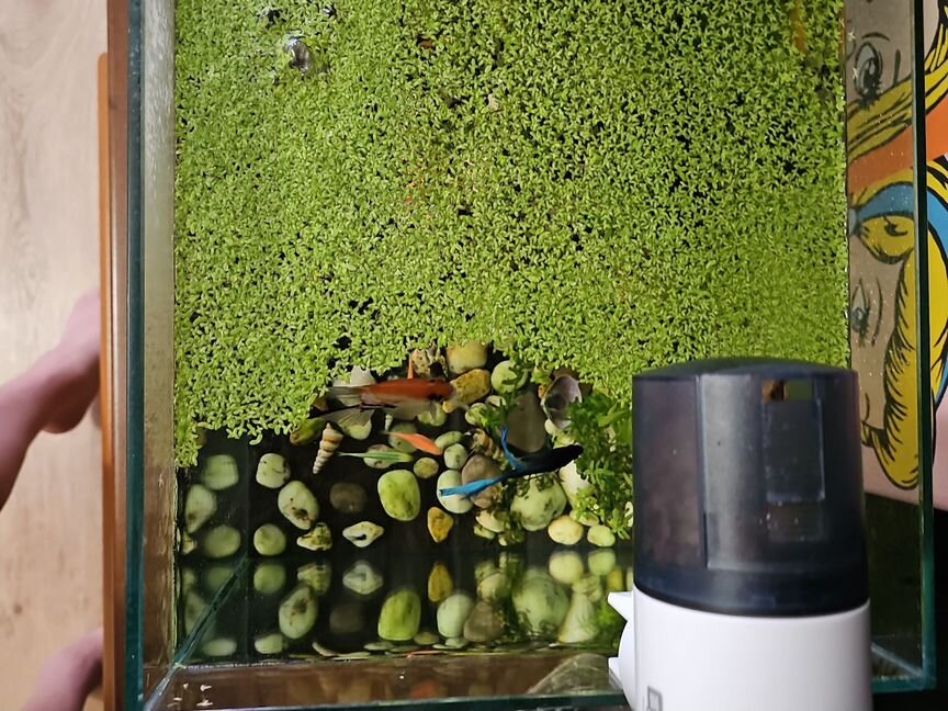 Ряска для аквариума