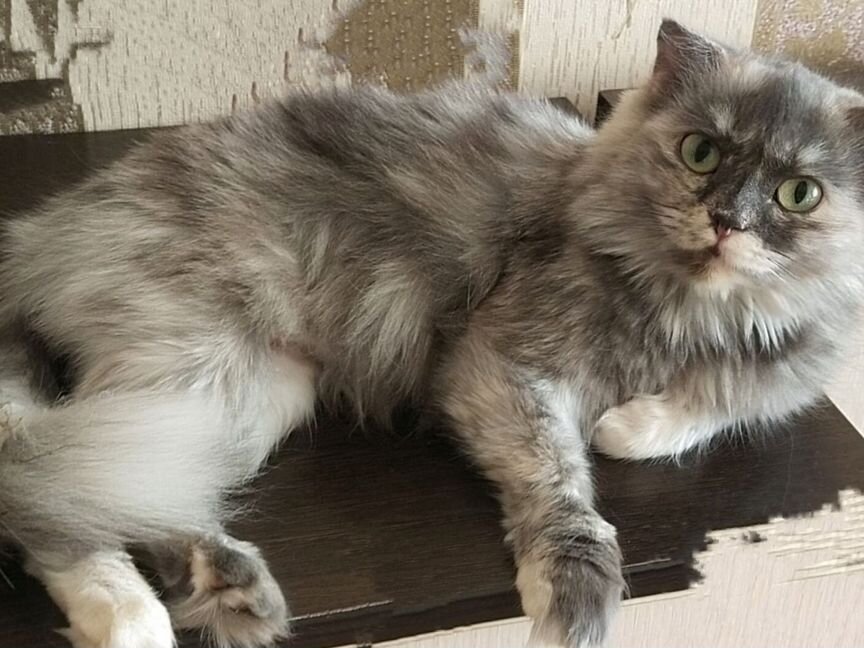 Отдам кошечку,породистую