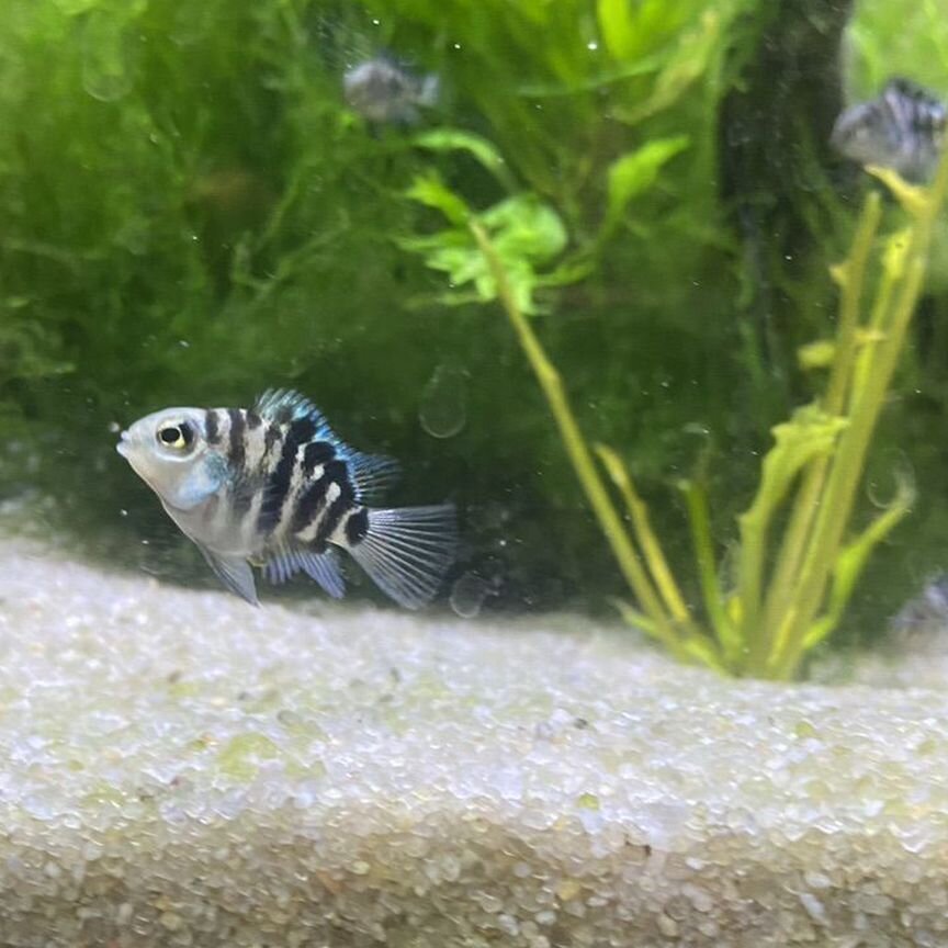 Сарфировые попугаи рыбки