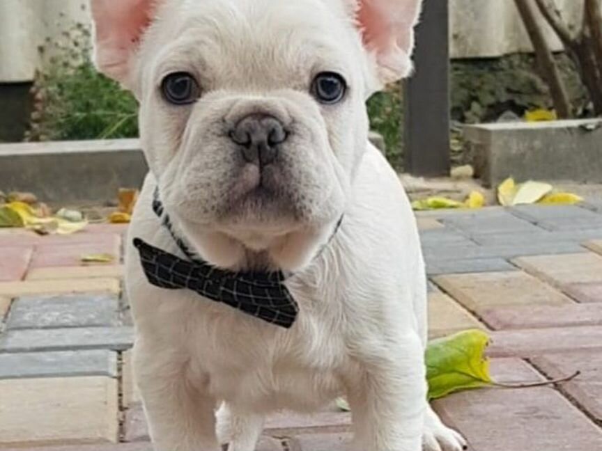 Французский бульдог крем брюле