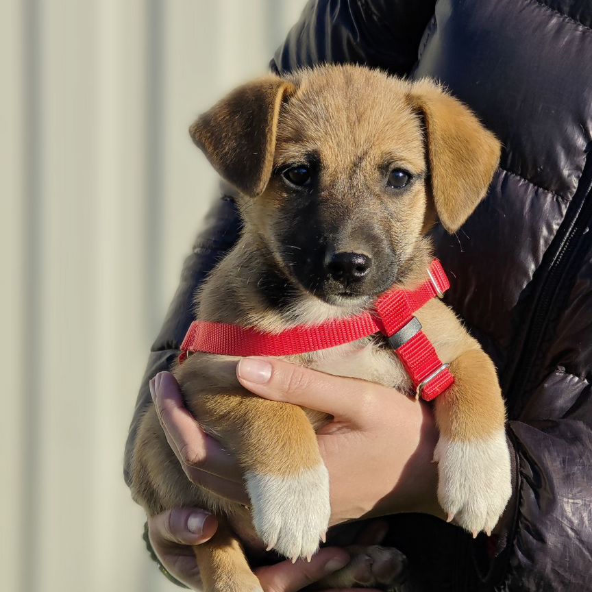 Милашка, 2 месяца в добрые руки