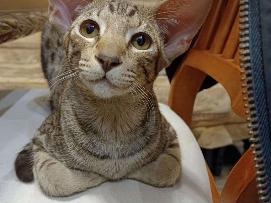 Котик Ориентальный WCF