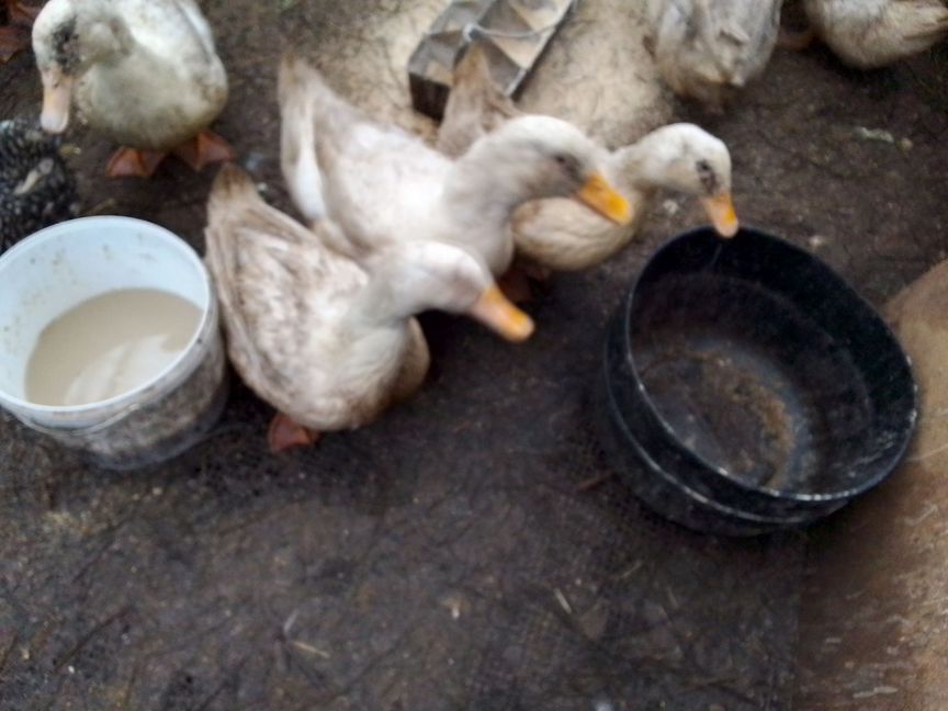 Утки Черри велли